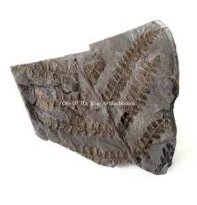 Archaeopteris | Out Of The Blue Artifacts