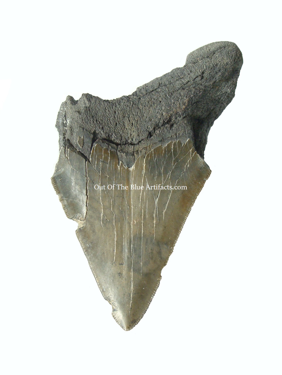 Megalodon Tooth – Out Of The Blue Artifacts