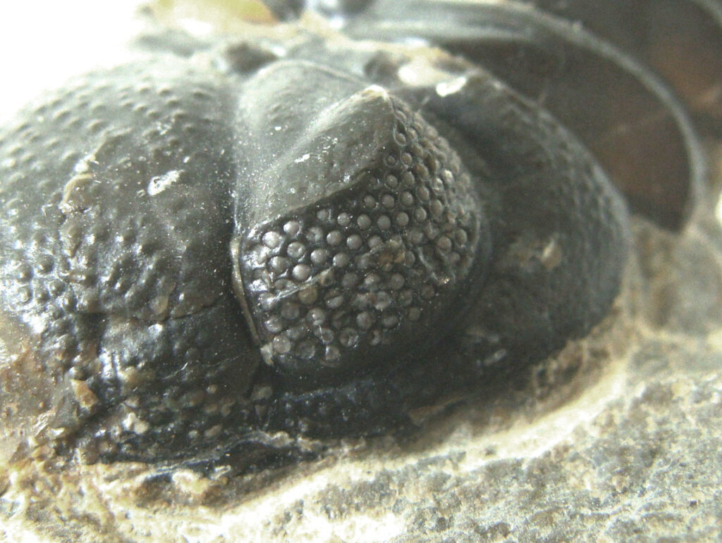 Phacops Trilobite – Out Of The Blue Artifacts