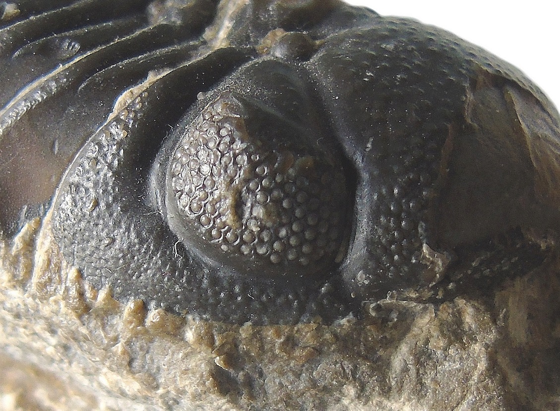 Phacops Trilobite – Out Of The Blue Artifacts