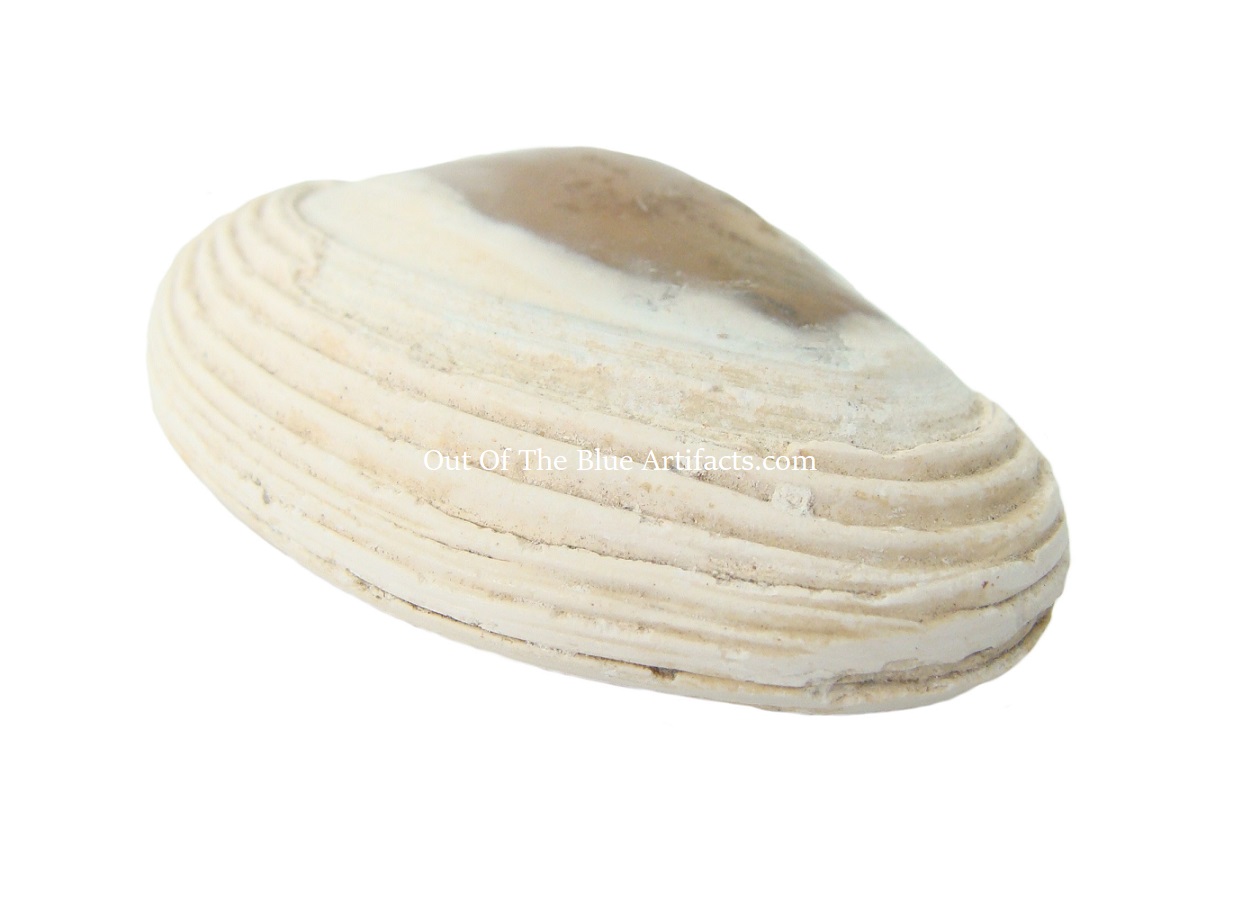Bivalve Clam Shell – Out Of The Blue Artifacts