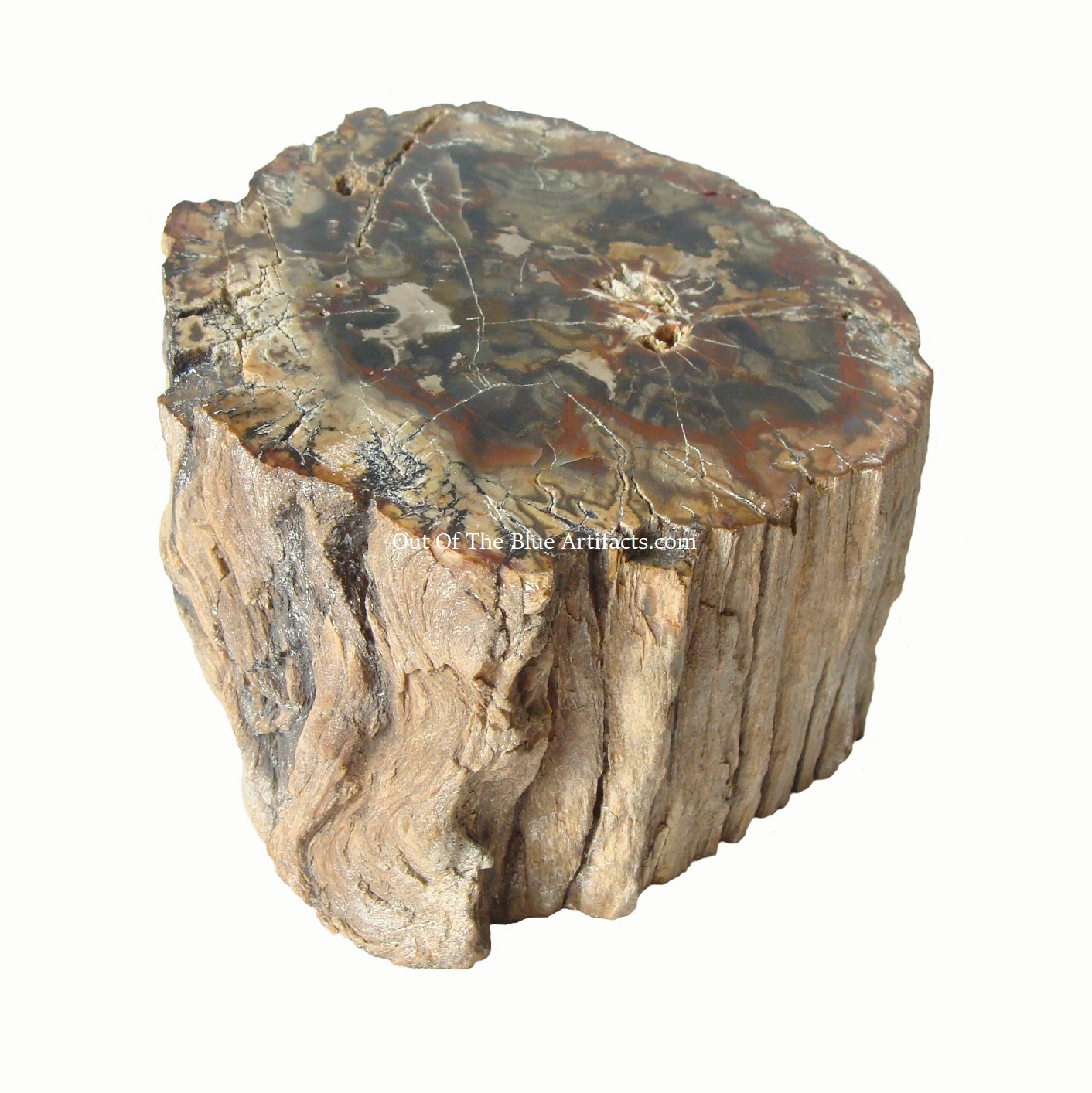 Fossilised Tree Trunk – Out Of The Blue Artifacts