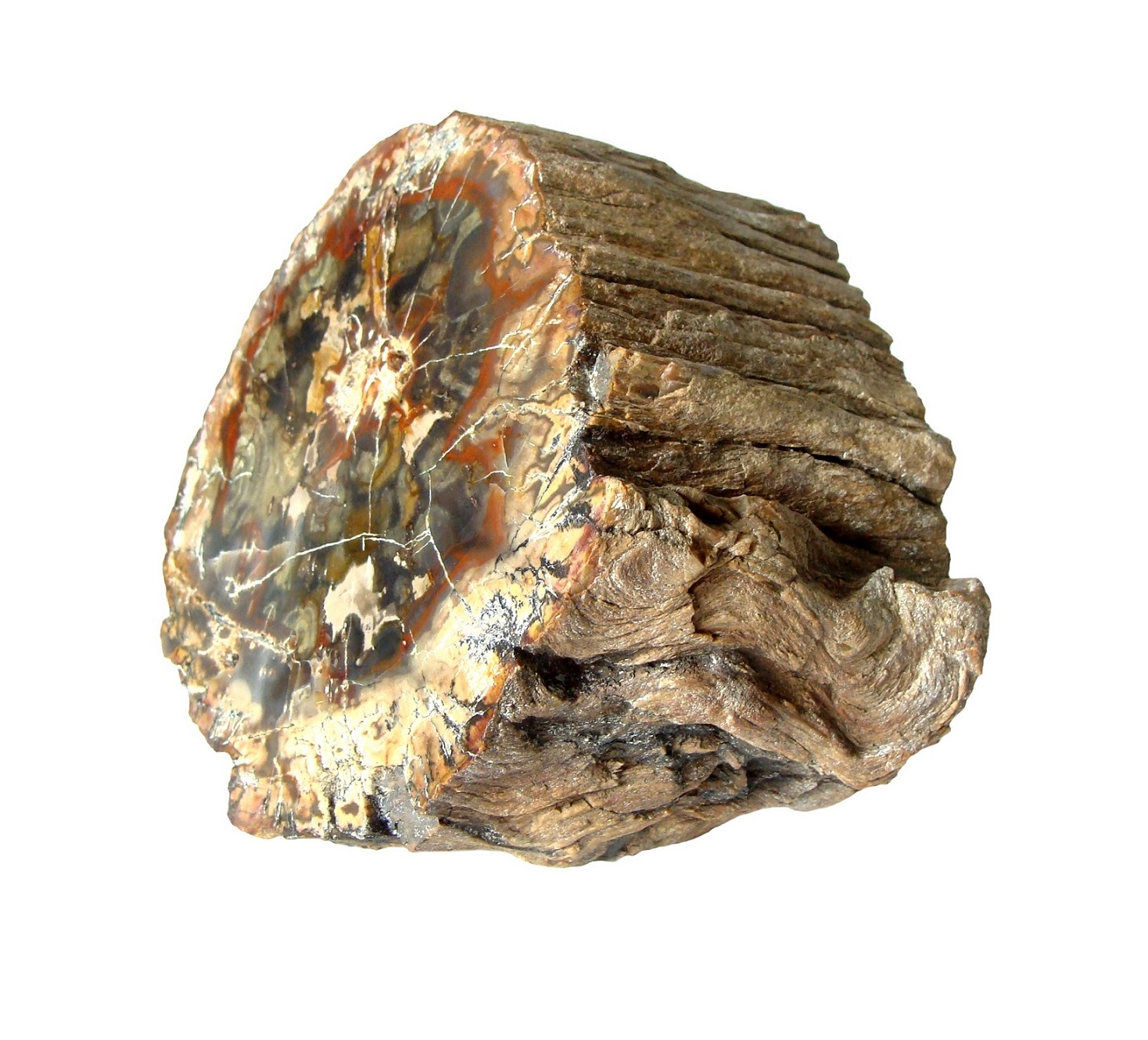 Fossilised Tree Trunk – Out Of The Blue Artifacts