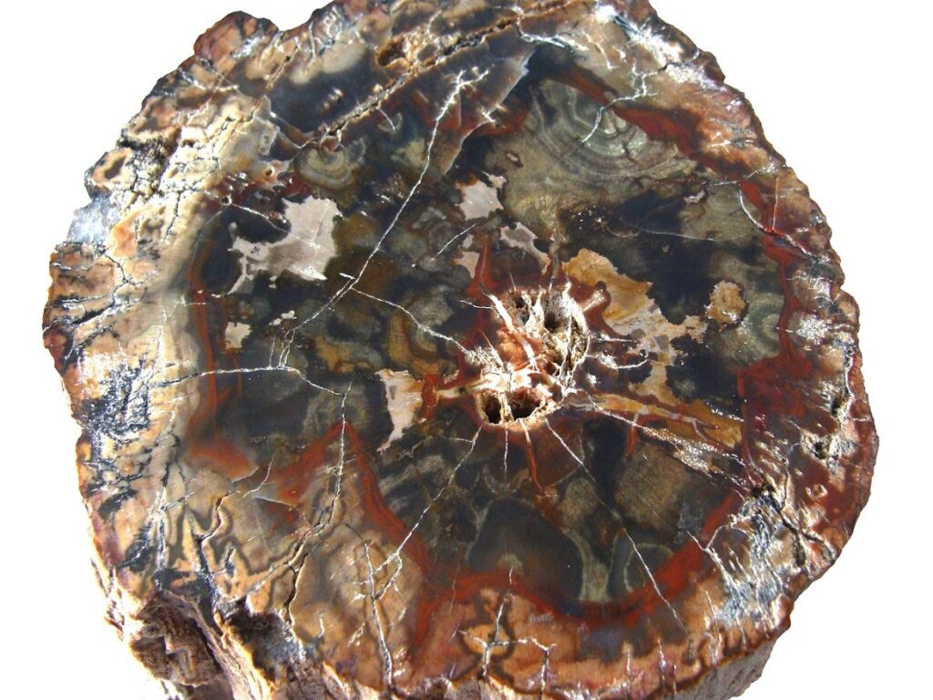 Fossilised Tree Trunk – Out Of The Blue Artifacts