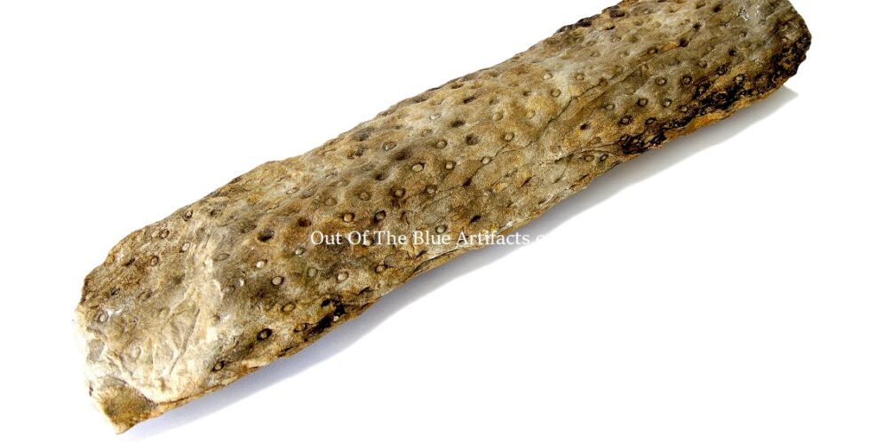 Stigmaria Fossil – Out Of The Blue Artifacts