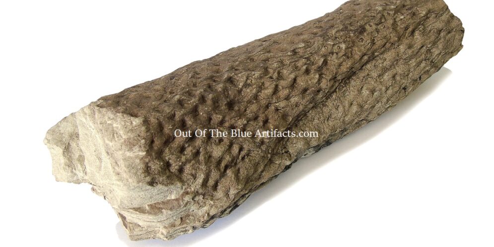 Stigmaria Fossil – Out Of The Blue Artifacts